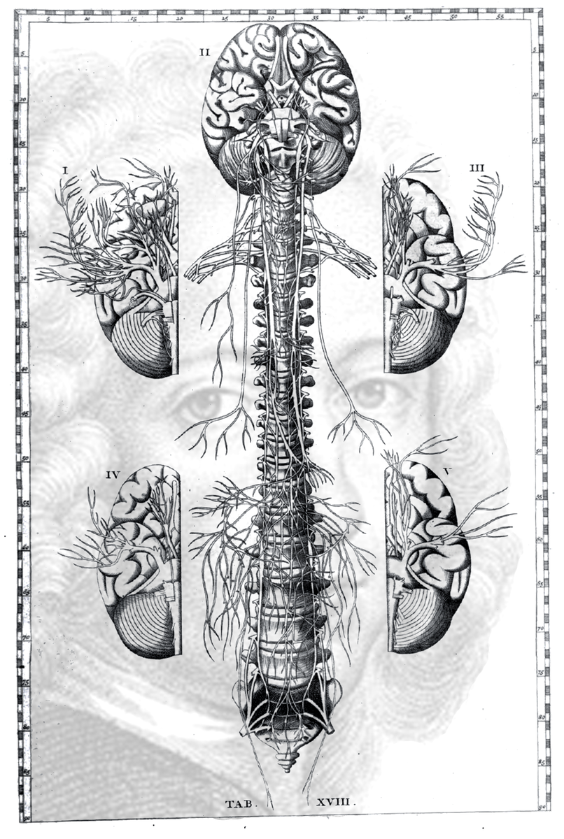 Bernhard Siegfried Albinus | Portraits of European Neuroscientists