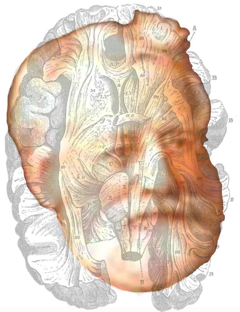 Thomas Laycock | Portraits of European Neuroscientists
