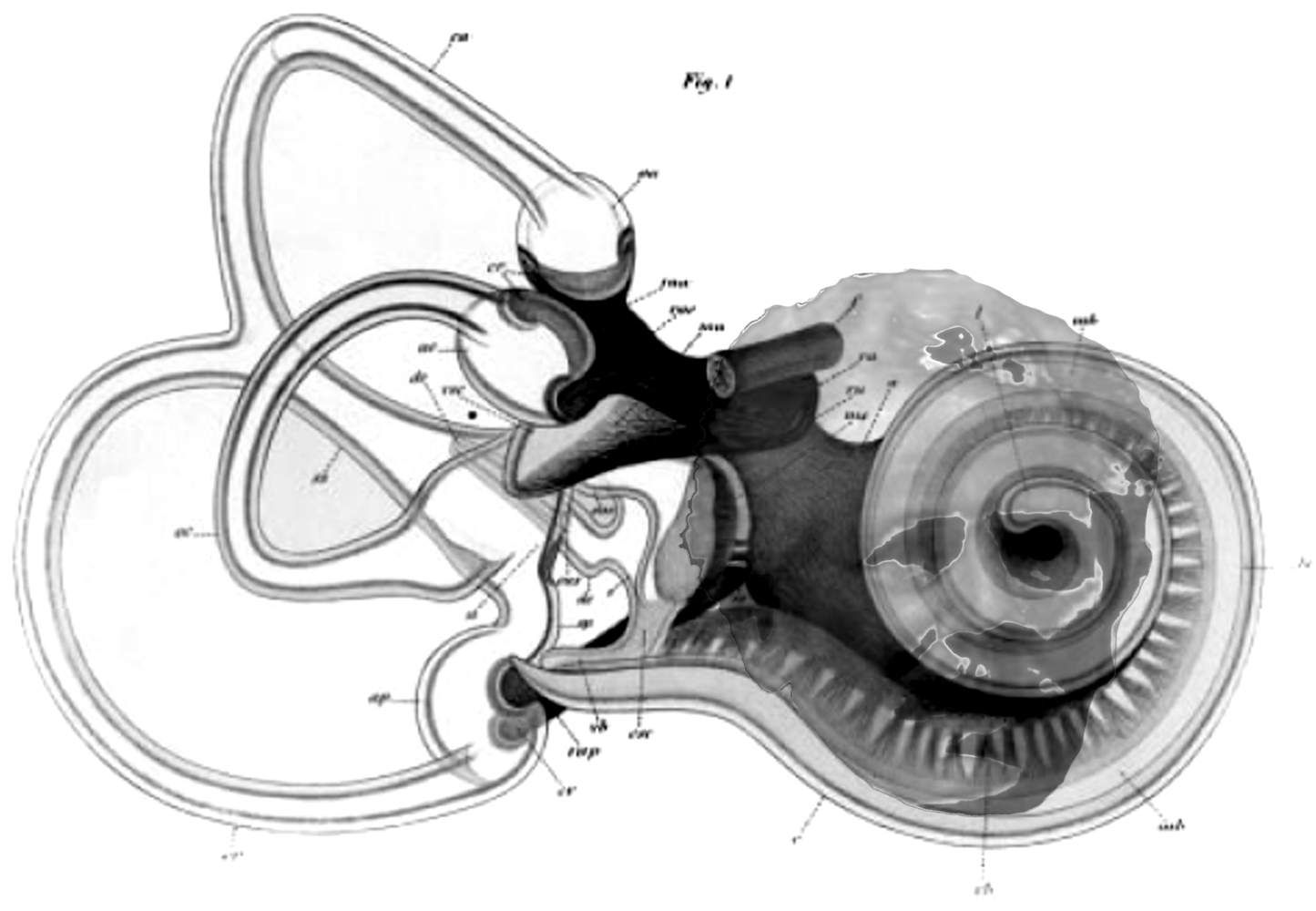 Magnus Gustaf Retzius | Portraits of European Neuroscientists
